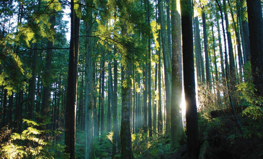 Port Moody endorses next phase of climate plan, estimated at $1.1 ...