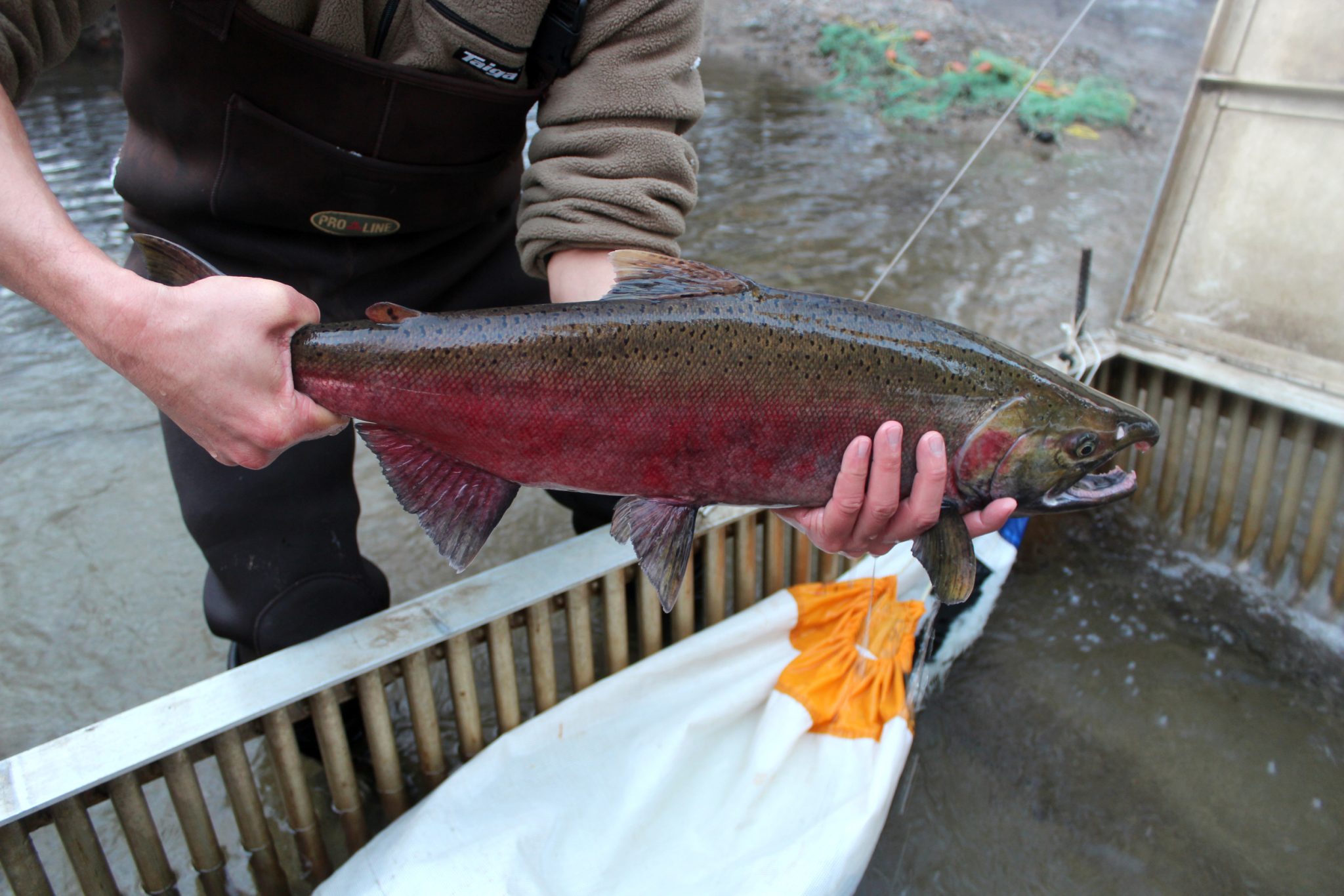 Tri-Cities hatcheries report best Coho return in years – Tri-Cities ...