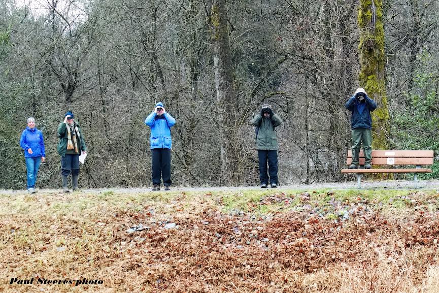 Species on the slide but birds remain plentiful at Christmas count ...