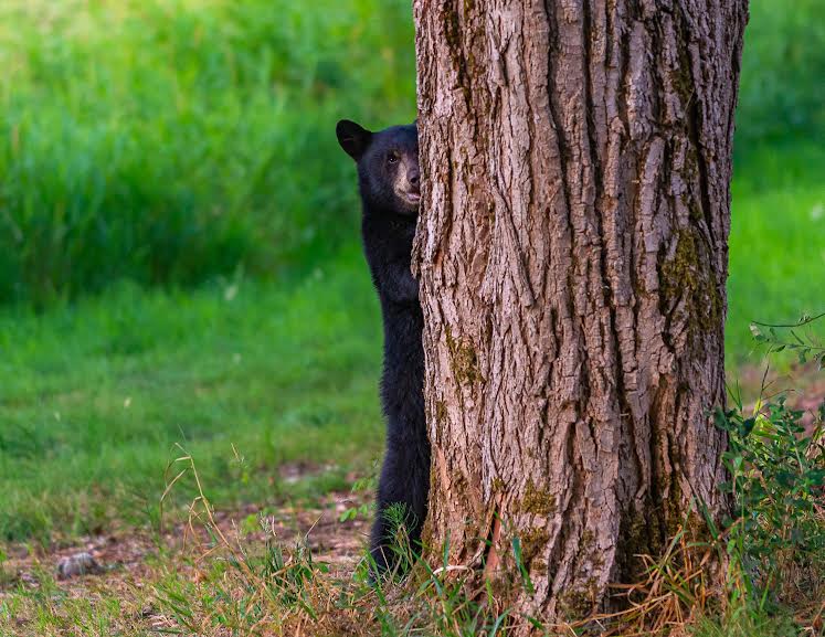 Inside the bear den – Tri-Cities Dispatch