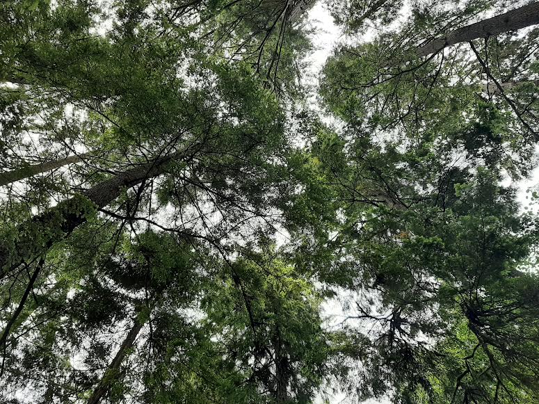 ‘Trees are . . . miraculous’ Local group advocates for greater tree ...