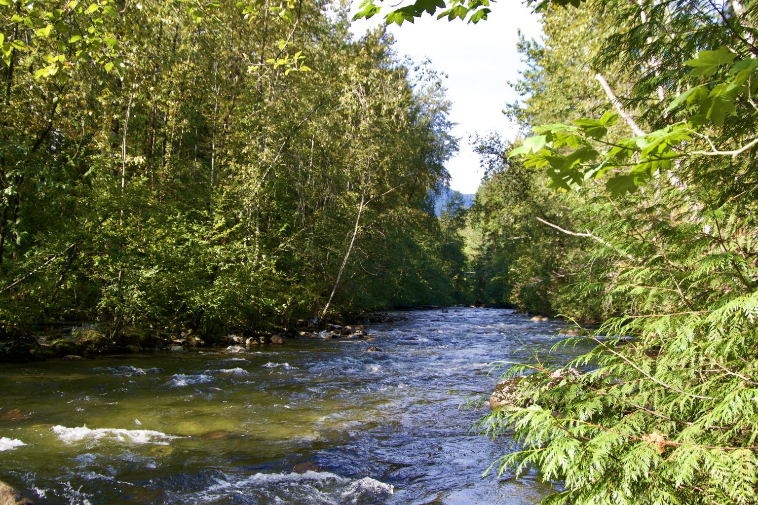 Coquitlam River records historic return of sockeye salmon – Tri-Cities ...