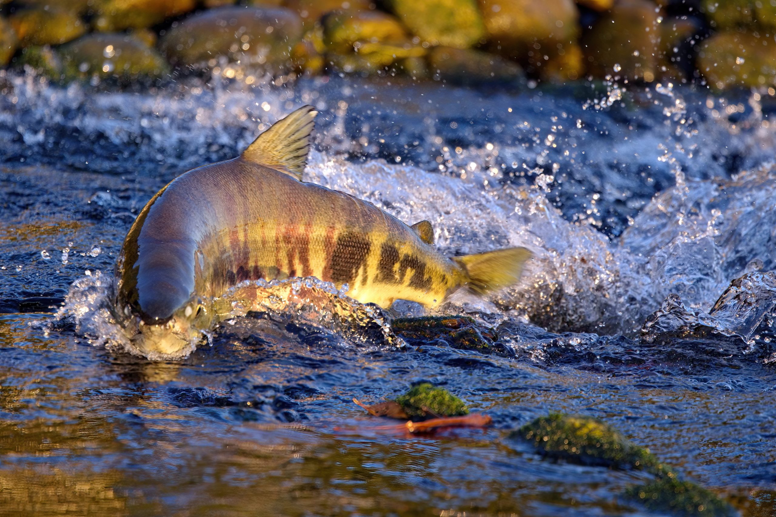 ‘Spectacular’ salmon return in the Tri-Cities this fall – Tri-Cities ...