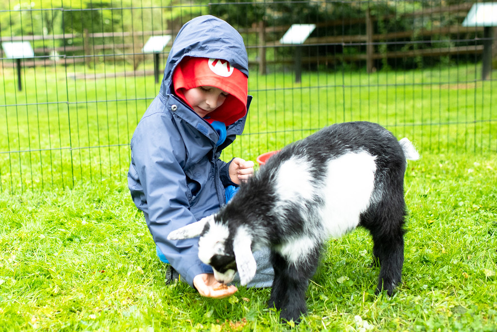 Port Moody moves to ban all live-animal events and performances from public and private land ...